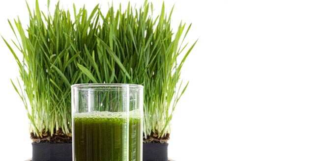 Indulge in green therapy with wheatgrass | Femina.in
