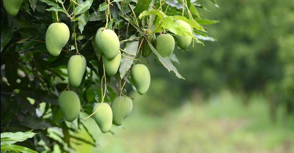 How to make kairi panha at home | Femina.in