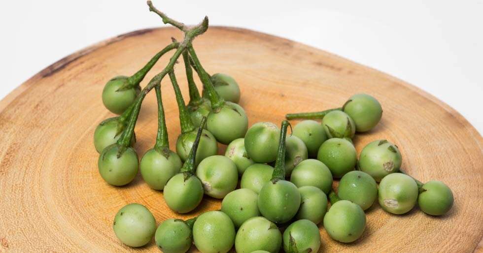 The benefits of turkey berry | Femina.in