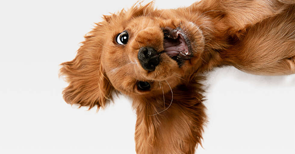 This #InternationalDogDay, Stalk These Adorable Dog Accounts On ...