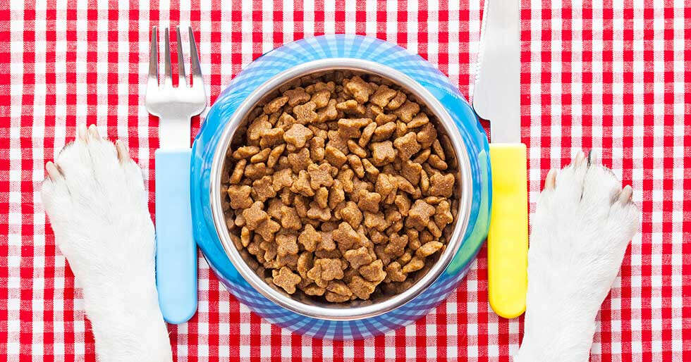 Got Yourself A Furry Friend? Here's How You Can Ensure They Stay ...