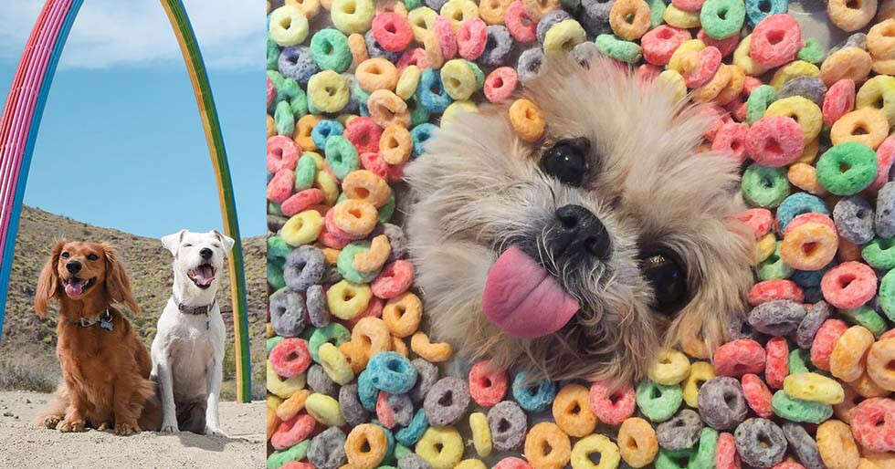 Best Doggo Accounts To Follow On Instagram To Get Your Fluff Fix ...