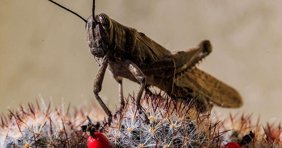 Scary Locust Army May Attack Delhi In A Week! | Femina.in