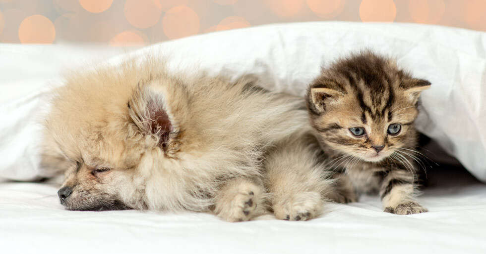 How a Dog person is different from Cat person | Femina.in