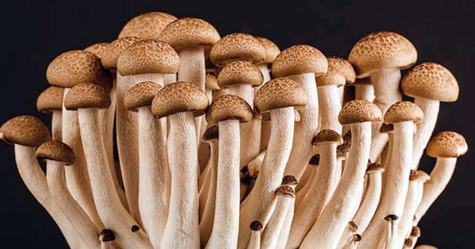 Why Is Mushroom Exploding As An Ingredient In The Beauty World? | Femina.in