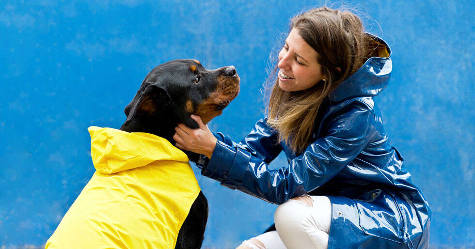 Guide For Pet Parents To Ensure The Wellbeing Of Your Fur Babies In ...