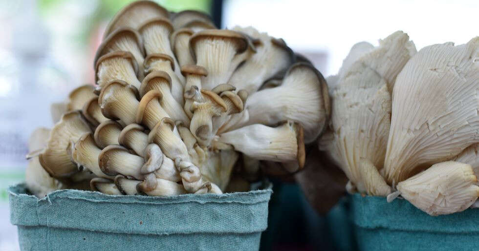 Love Mushrooms? You’ll Love This Festival | Femina.in
