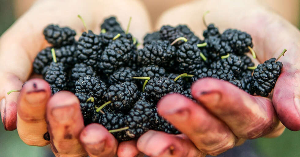 5 Important Health Benefits Of Eating Mulberries