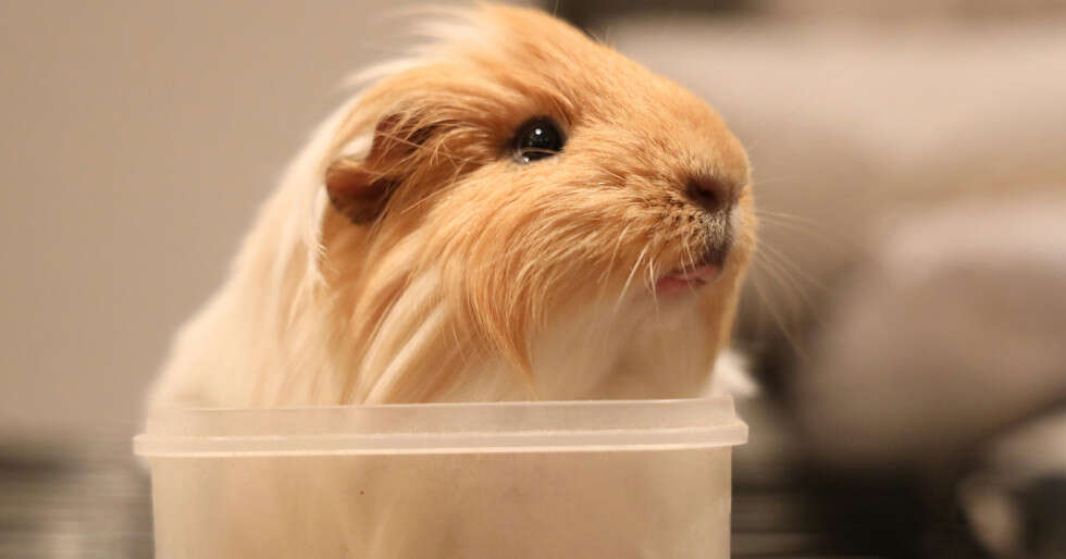 The Curious Appeal Of Gen Z’s ‘Hot Rodent Boyfriend’ Trend | Femina.in