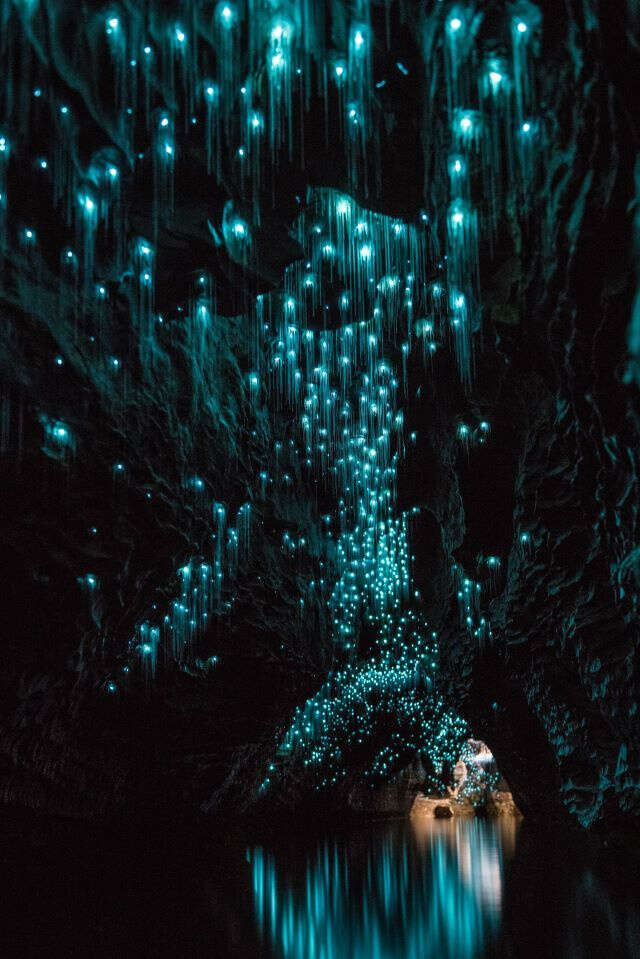 The Mystery Of The Shimmering Waitomo Glowworm Caves In New Zealand ...